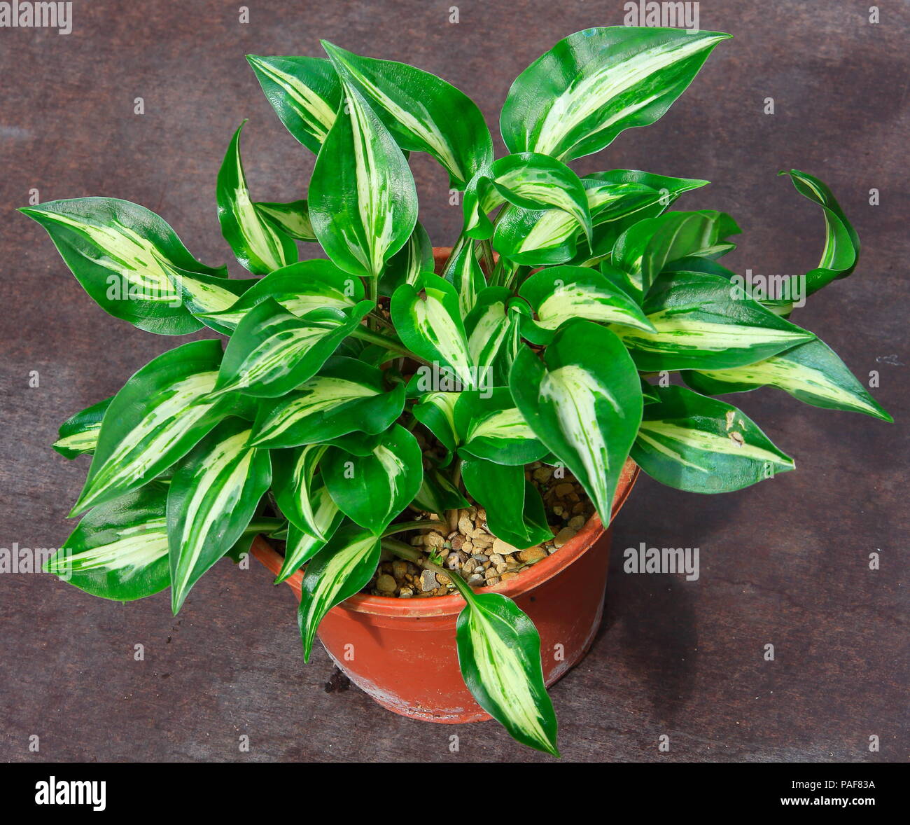This hosta plant has beautiful lush green leaves with a light yellow ...