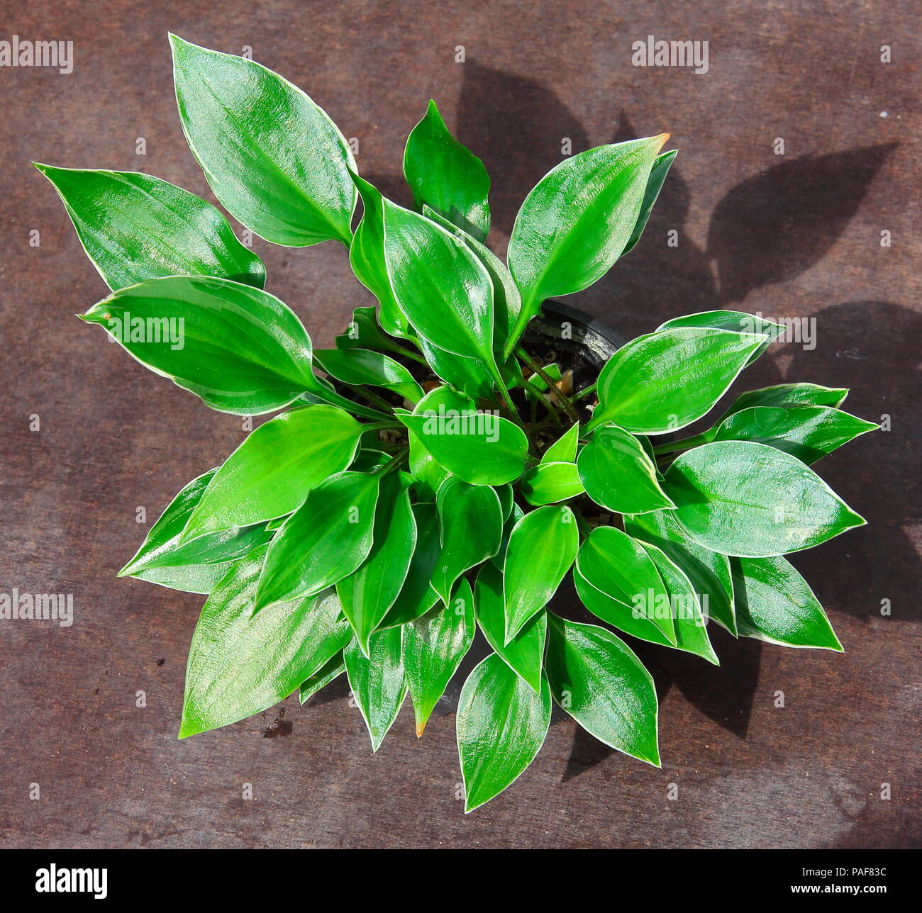 This Hosta is a part of the "National collection" of small and ...