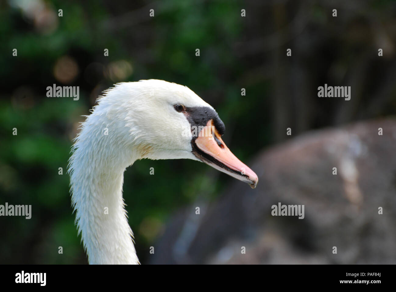 Gorgeous white swan with water dripping from his bill Stock Photo - Alamy