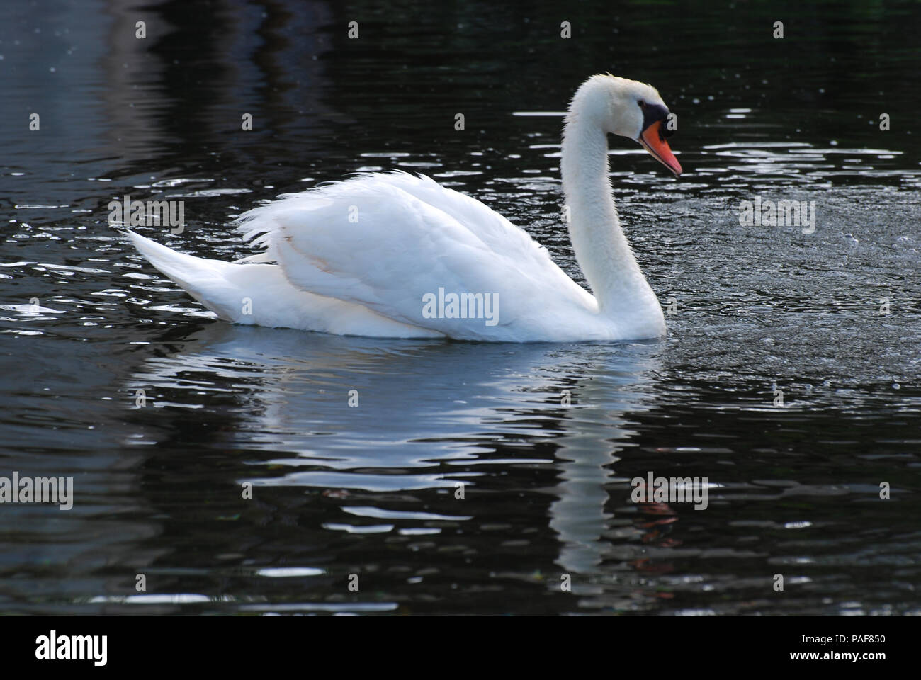 Profile of a swan in the water with it's reflection Stock Photo - Alamy