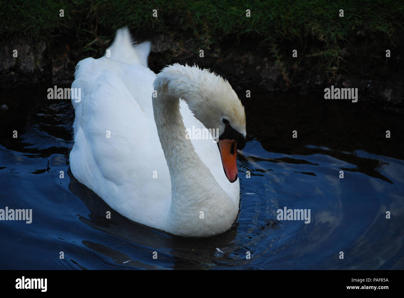 Swan swimming in a pond with shallow waters Stock Photo - Alamy
