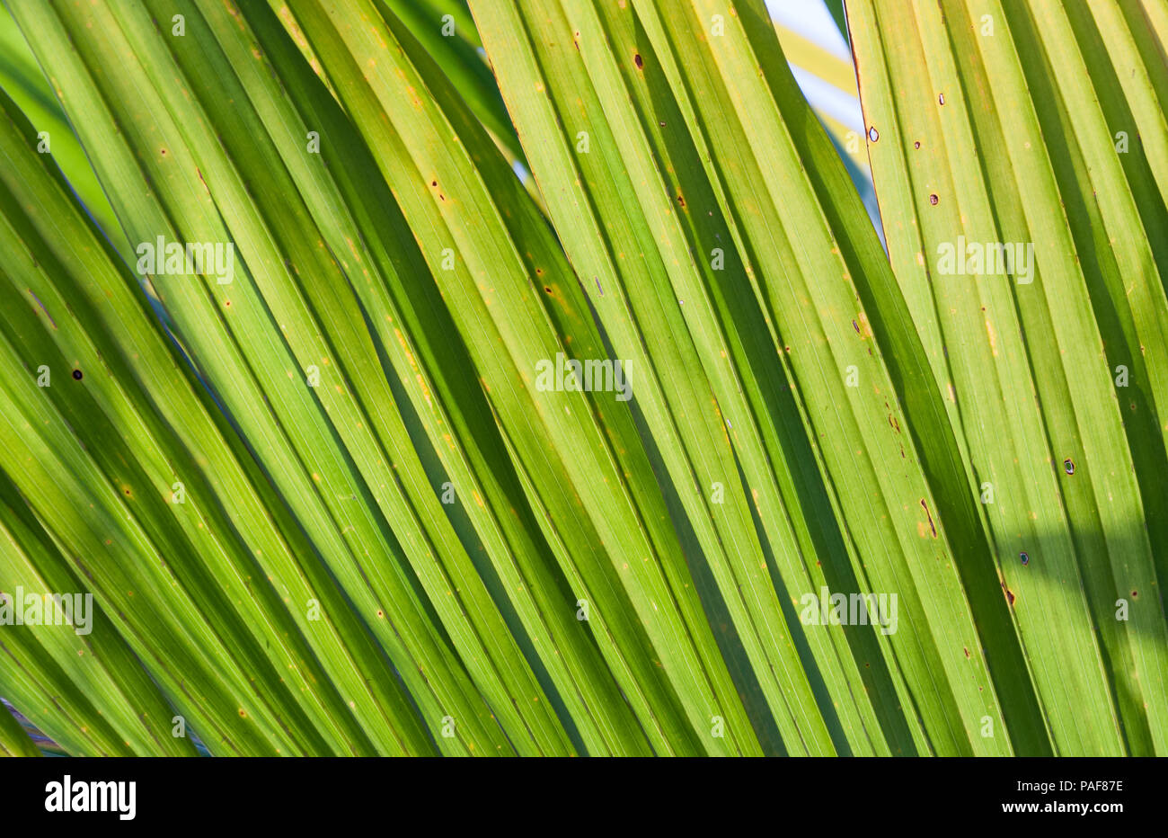 Coconut leaf background with the shadow from the sunlight in the summer ...