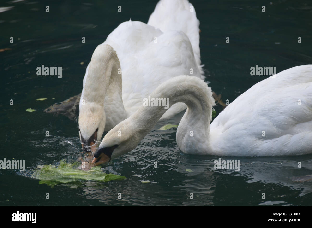 Two swans eating vegetation in a shallow pond Stock Photo - Alamy
