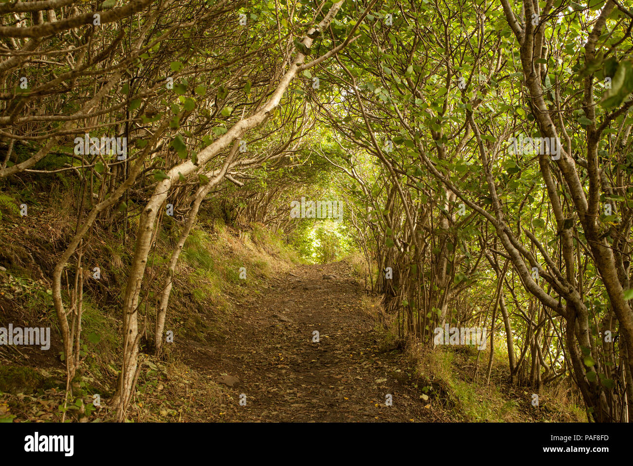 Leafy woodland hi-res stock photography and images - Alamy