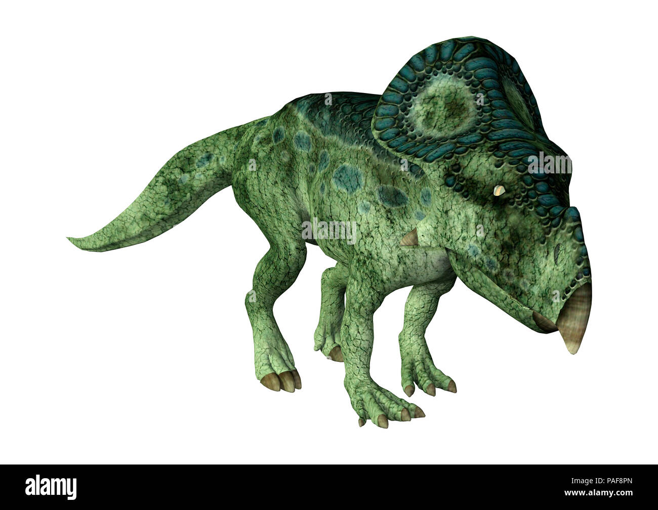 3D rendering of a dinosaur Protoceratops isolated on white background ...