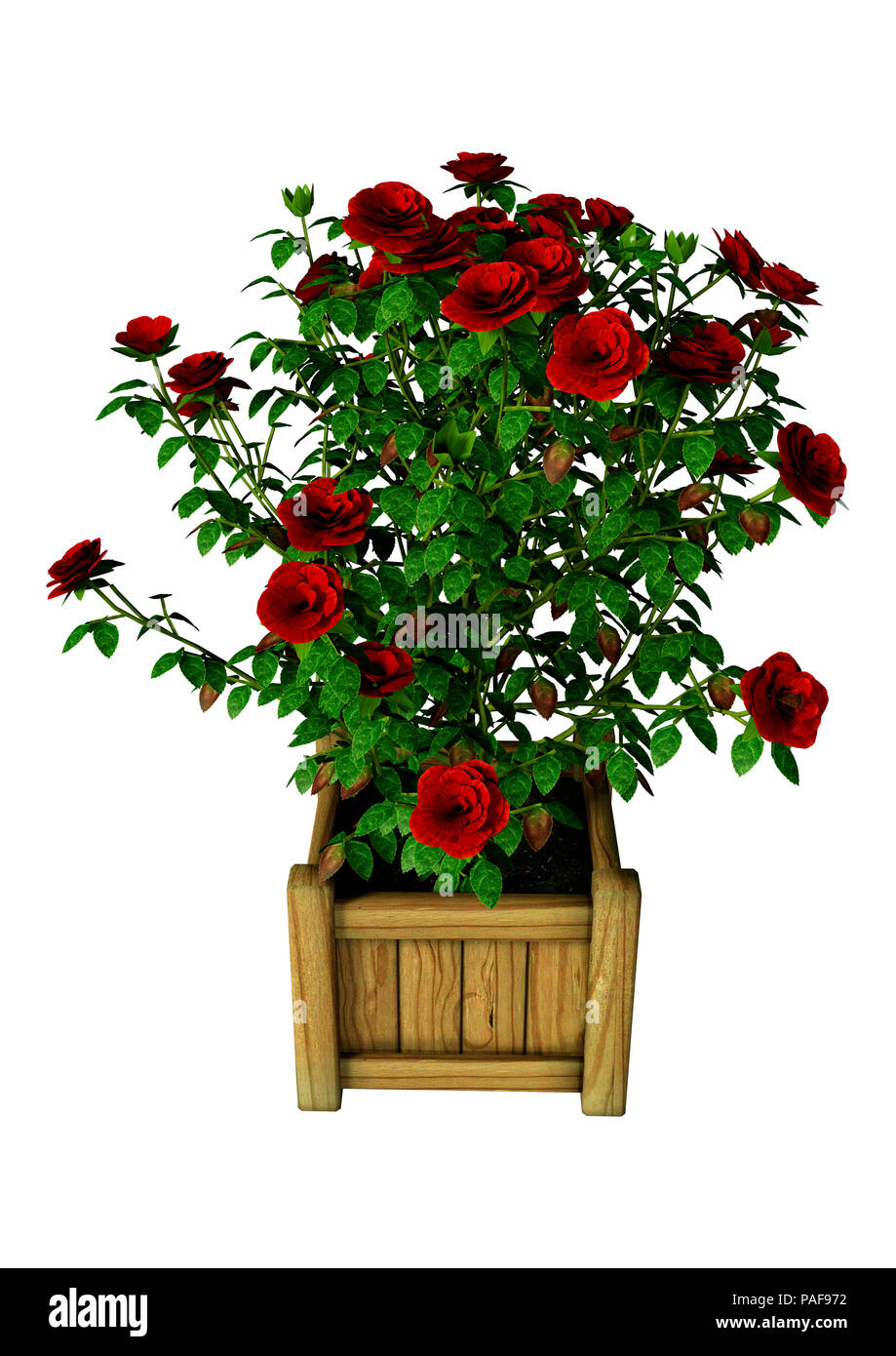 3D rendering of a red rose bush isolated on white background Stock ...