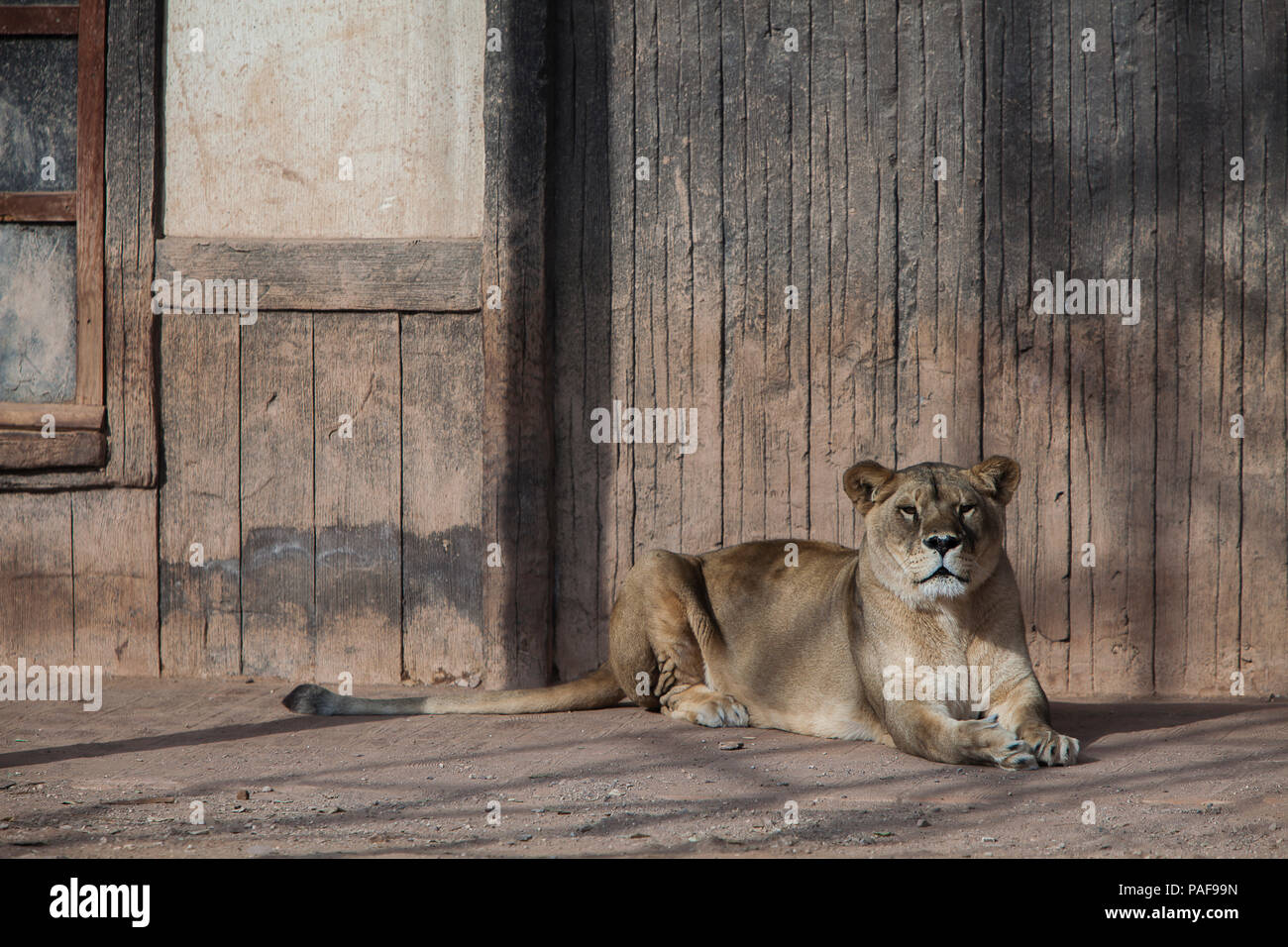 Lioness head profile hi-res stock photography and images - Alamy