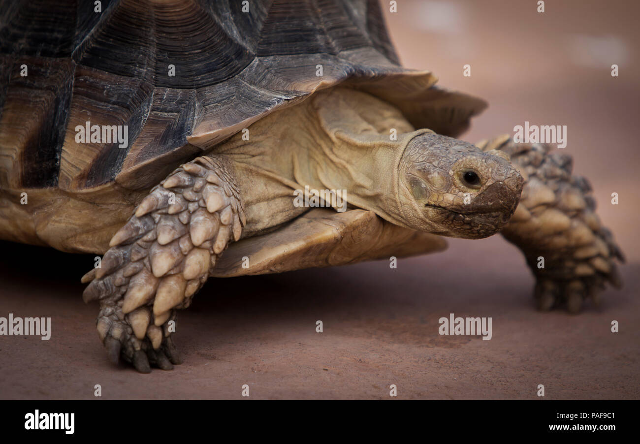 Photograph of a large turtle Stock Photo - Alamy