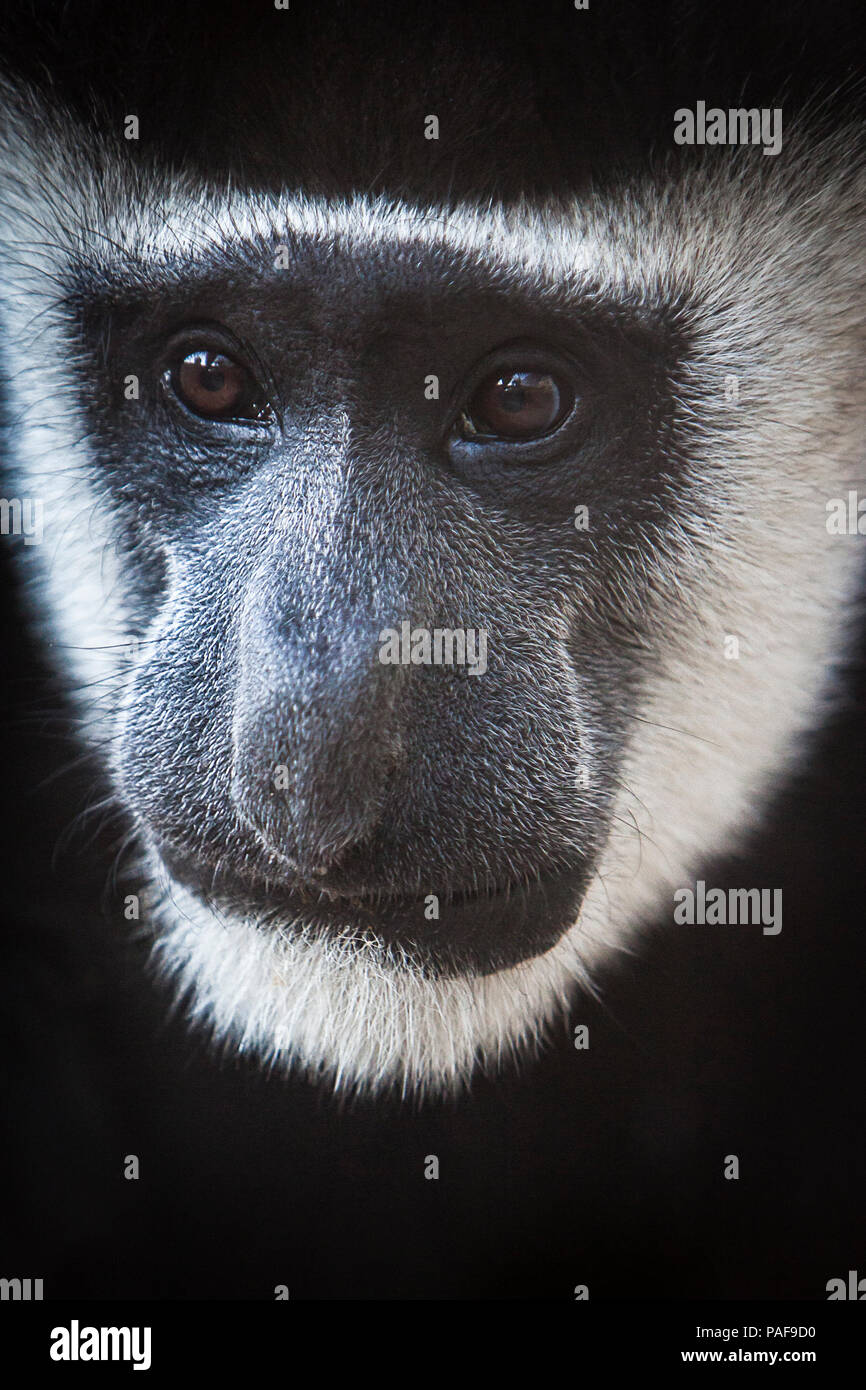 Congo monkey hi-res stock photography and images - Alamy