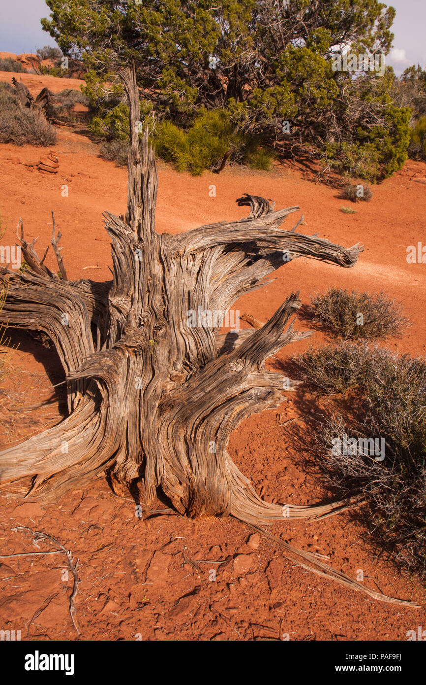 Twisted utah juniper hi-res stock photography and images - Alamy