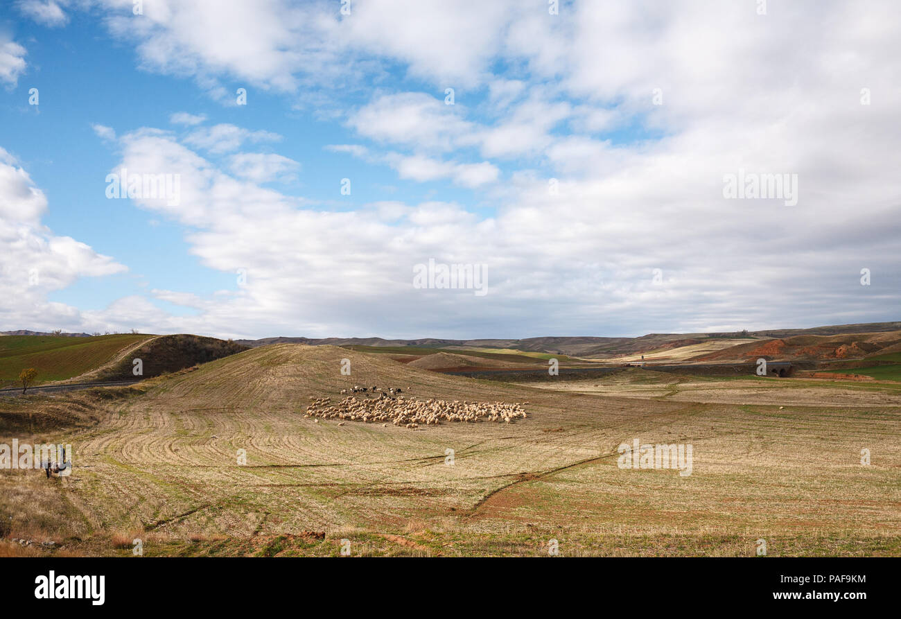 Autumn field landscape in rurral areas of Turkey Stock Photo - Alamy
