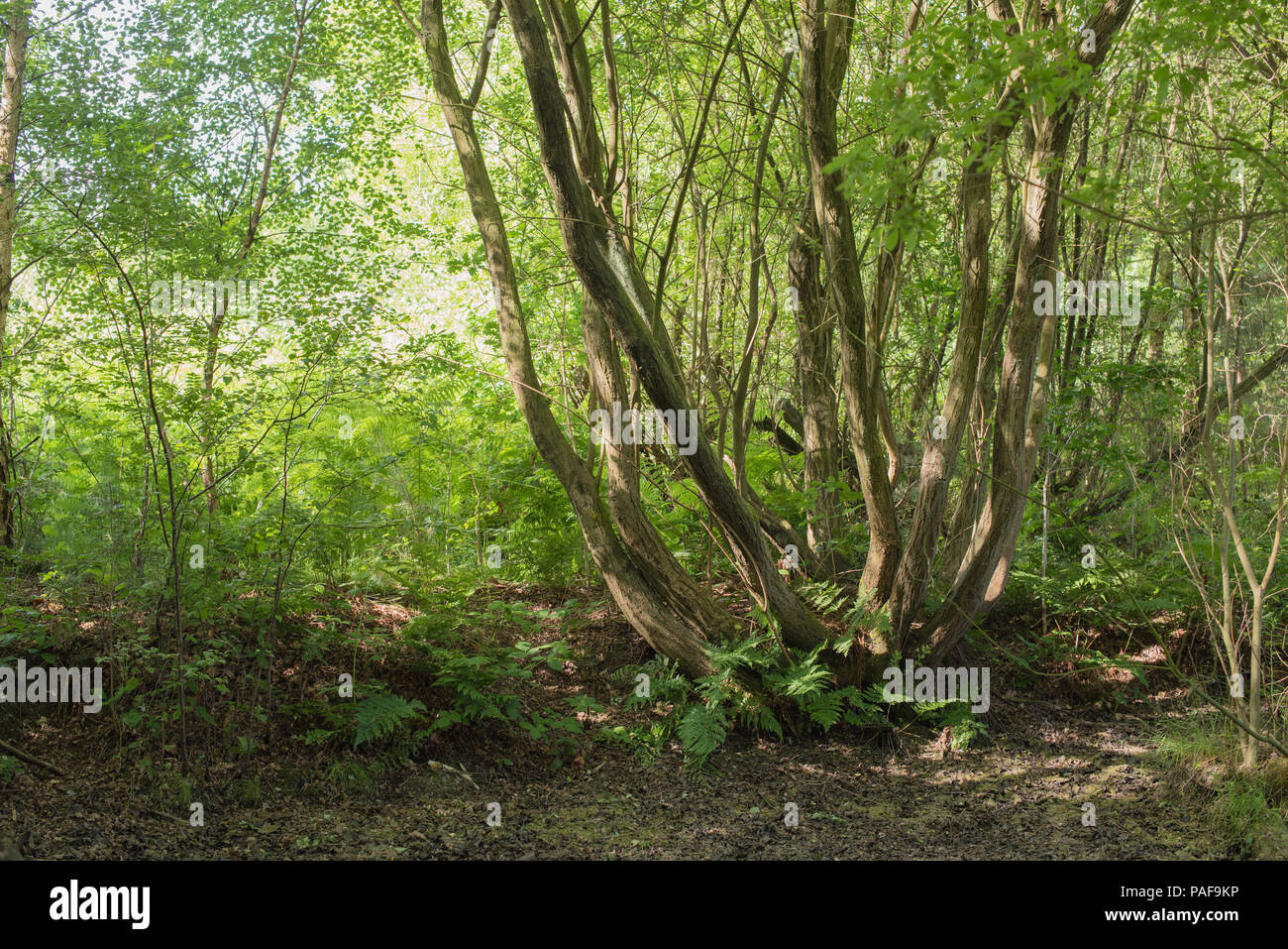 Dried trunks hi-res stock photography and images - Alamy