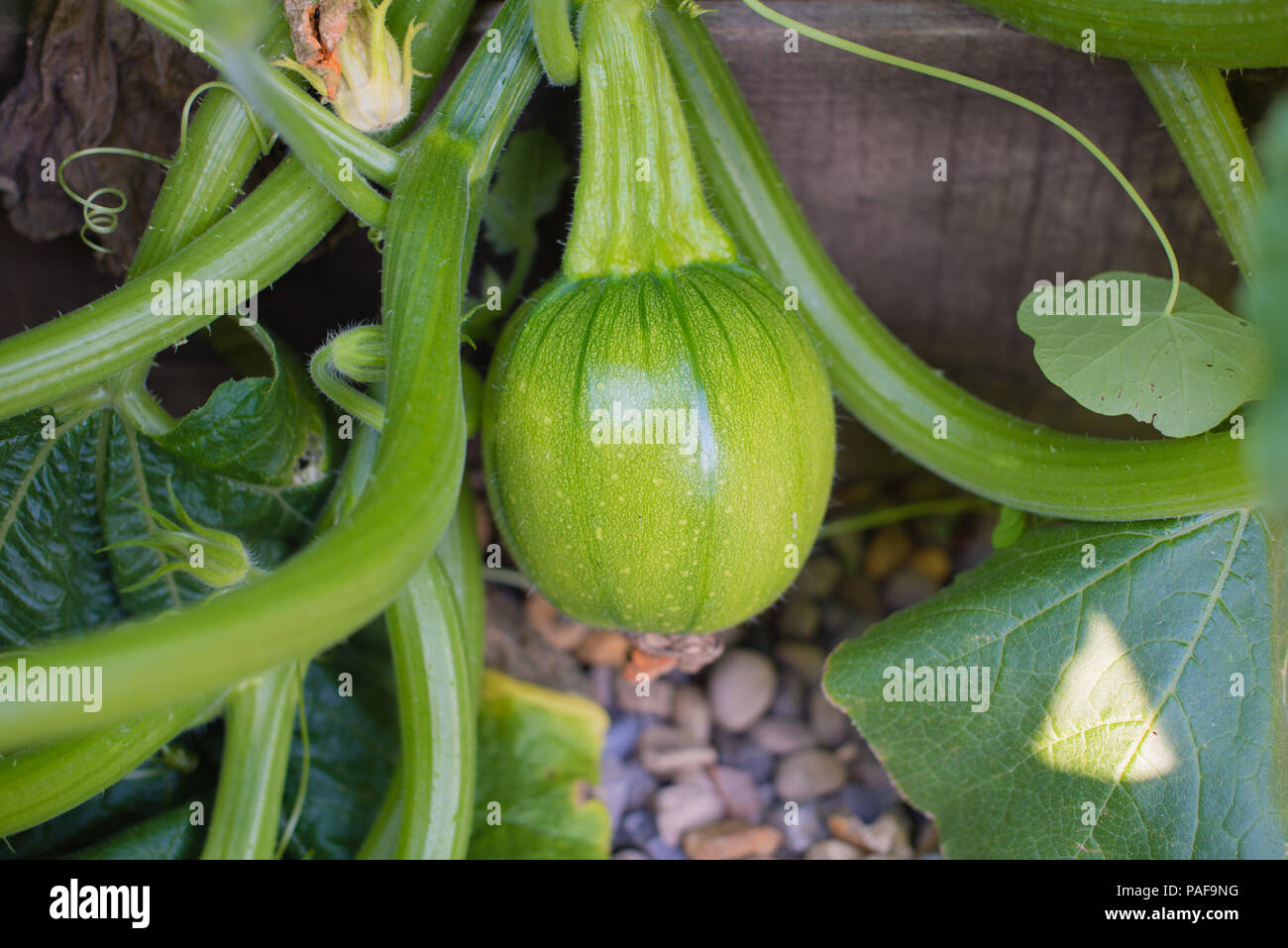 A baby pumpkin raised from last years seeds beginning to form in a ...