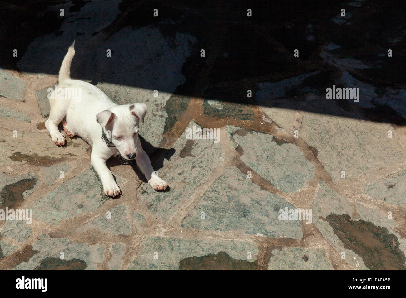 little jack russel to play in yard Stock Photo - Alamy