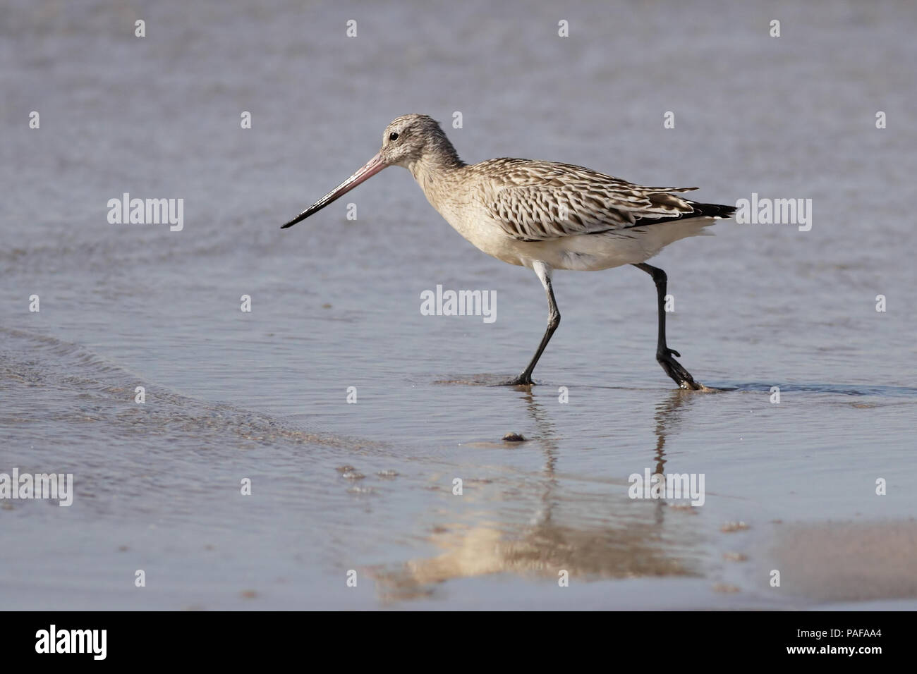 Detailed image of a beautiful sea bird during low tide in a seside in ...