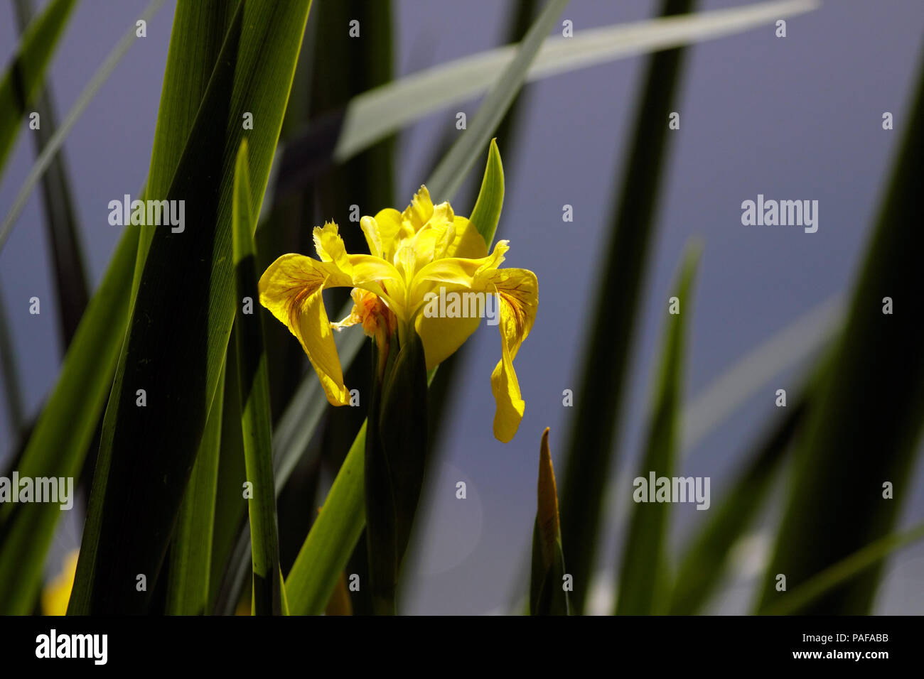 Lilly in flower border hi-res stock photography and images - Alamy