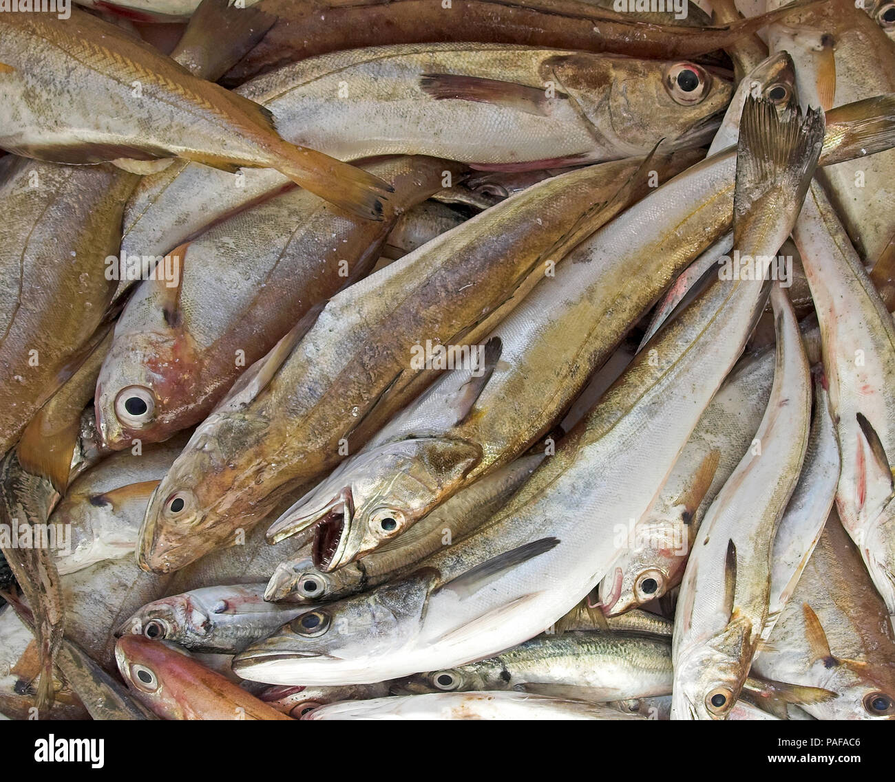 Diverse fish species hi-res stock photography and images - Alamy
