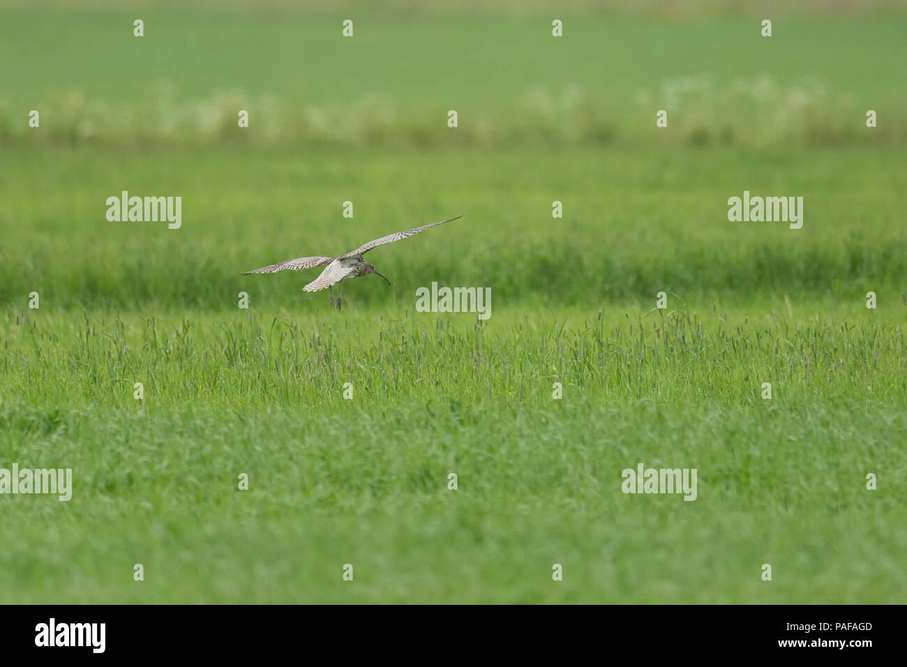 Curlew flying hi-res stock photography and images - Alamy