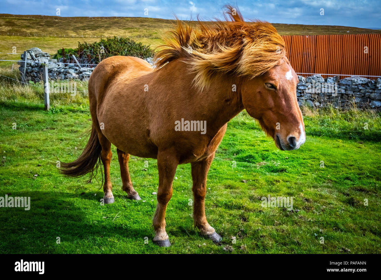 Highland horse at Scotland, Shetland Islands, United Kingdom Stock ...