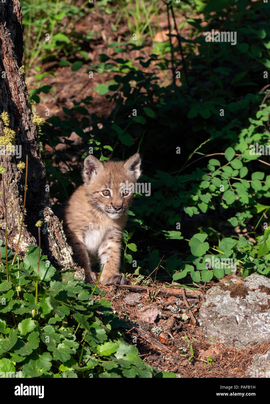 Wildlife explorer hi-res stock photography and images - Alamy