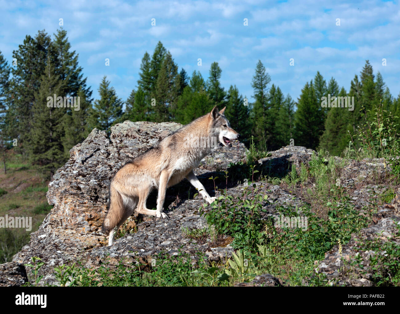 Adult gray wolf hi-res stock photography and images - Alamy