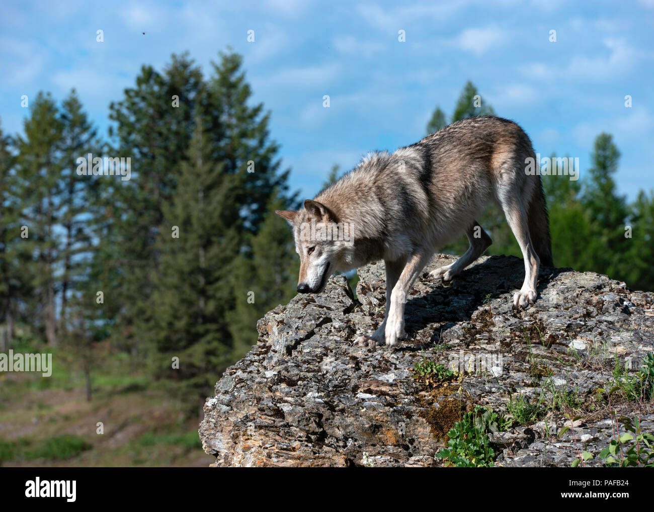 Adult gray wolf hi-res stock photography and images - Alamy