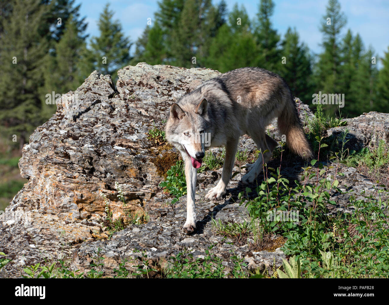 Predator stalking hi-res stock photography and images - Alamy