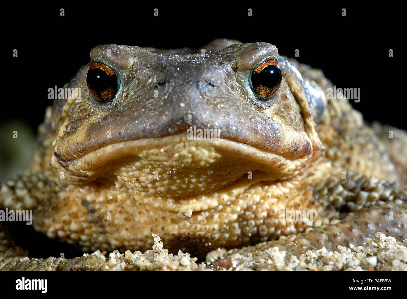 common toad bufo bufo, amphibian Stock Photo - Alamy