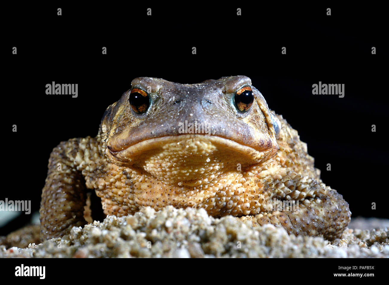 Bufo toxin hi-res stock photography and images - Alamy