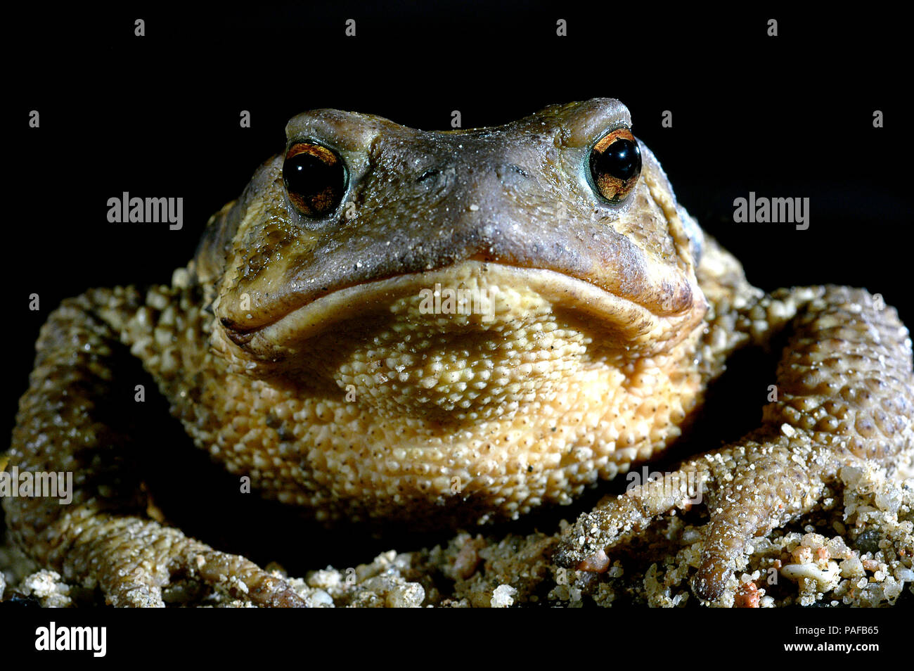 Sapo Comun High Resolution Stock Photography and Images - Alamy