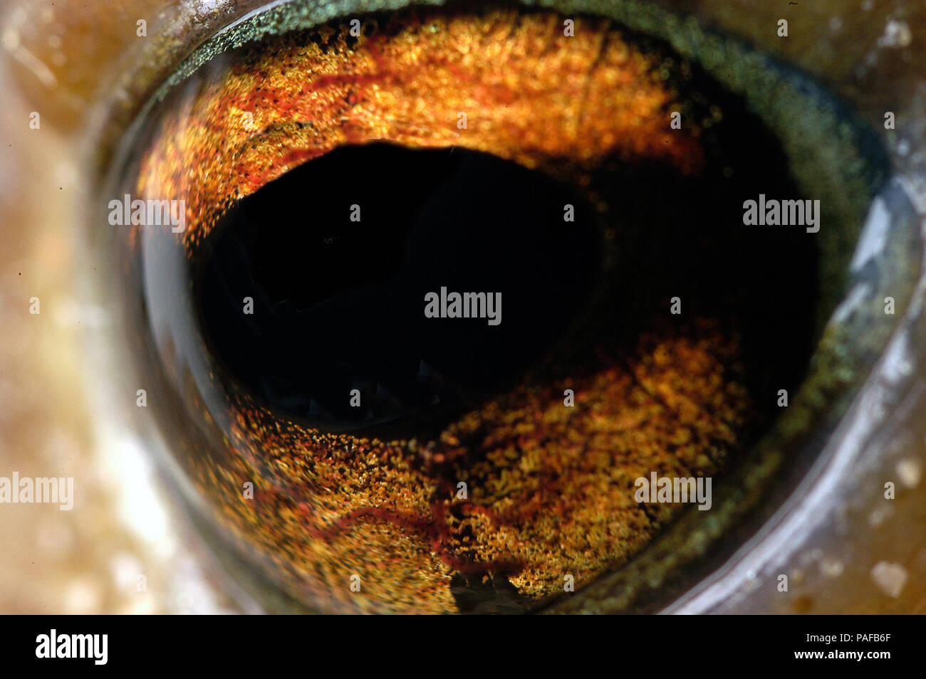 common toad bufo bufo, amphibian Stock Photo - Alamy