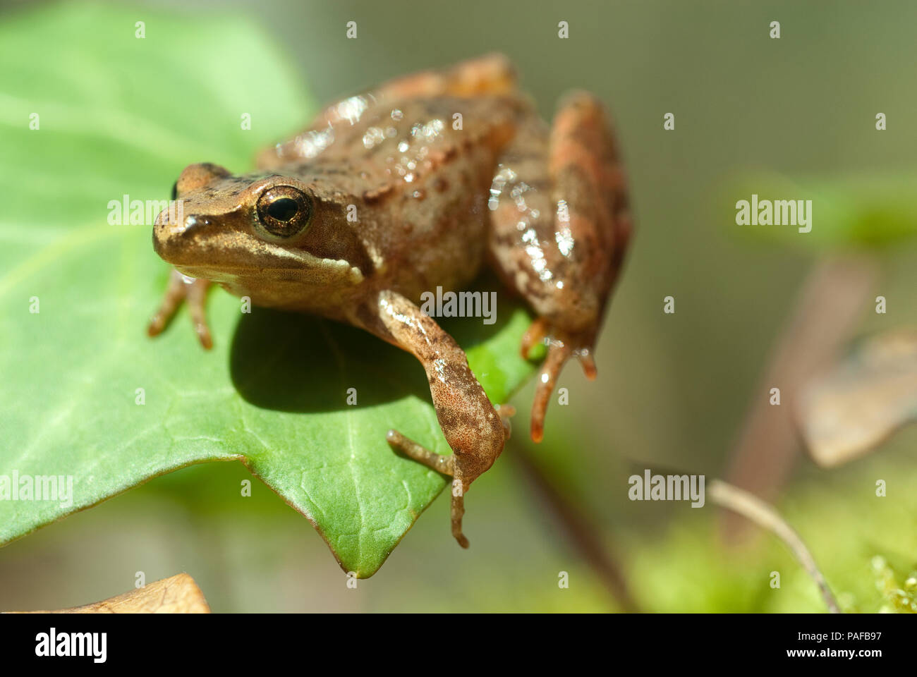 Iberian frog (Rana iberica) leggy frog Stock Photo - Alamy