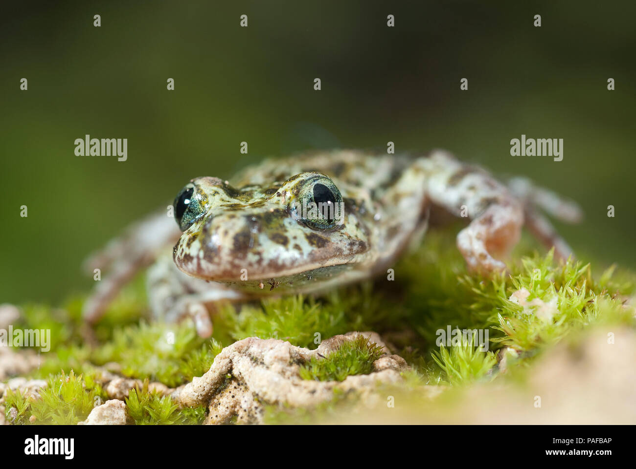 Iberian speckled sapillo (Pelodytes ibericus), amphibian Stock Photo ...