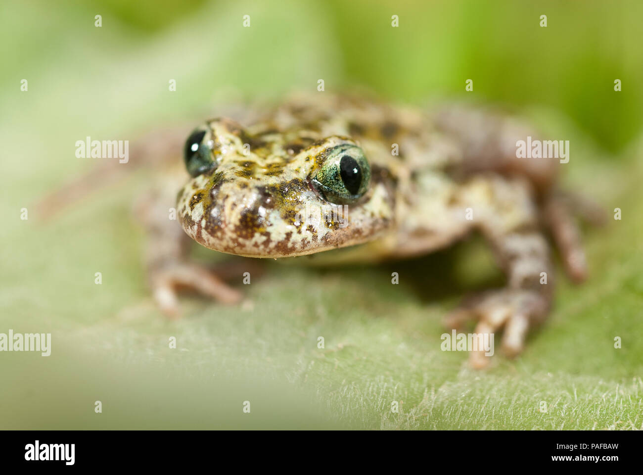 Amphibian biology hi-res stock photography and images - Alamy