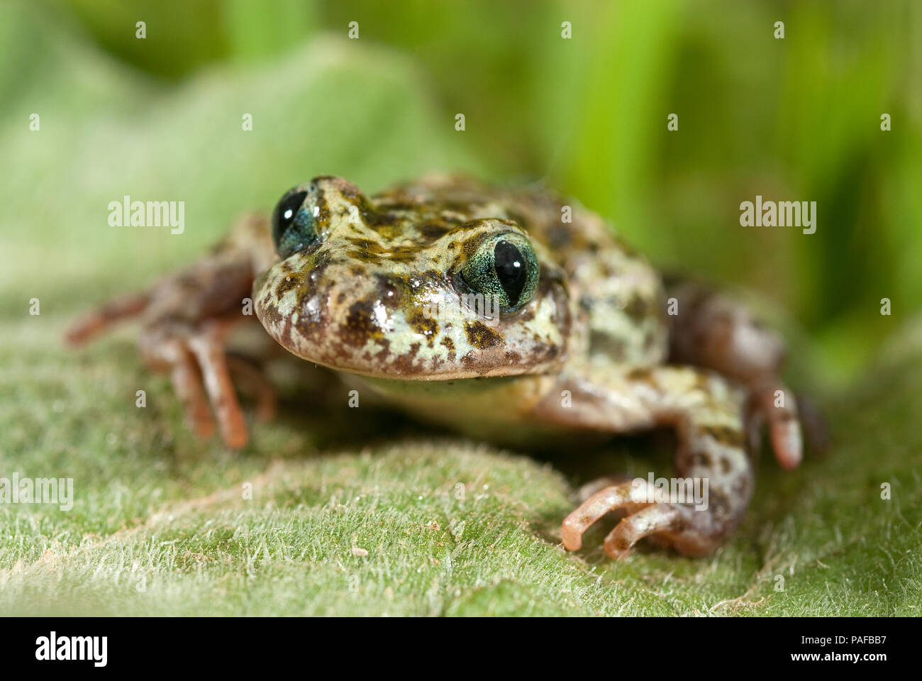 Sapillo moteado iberico hi-res stock photography and images - Alamy