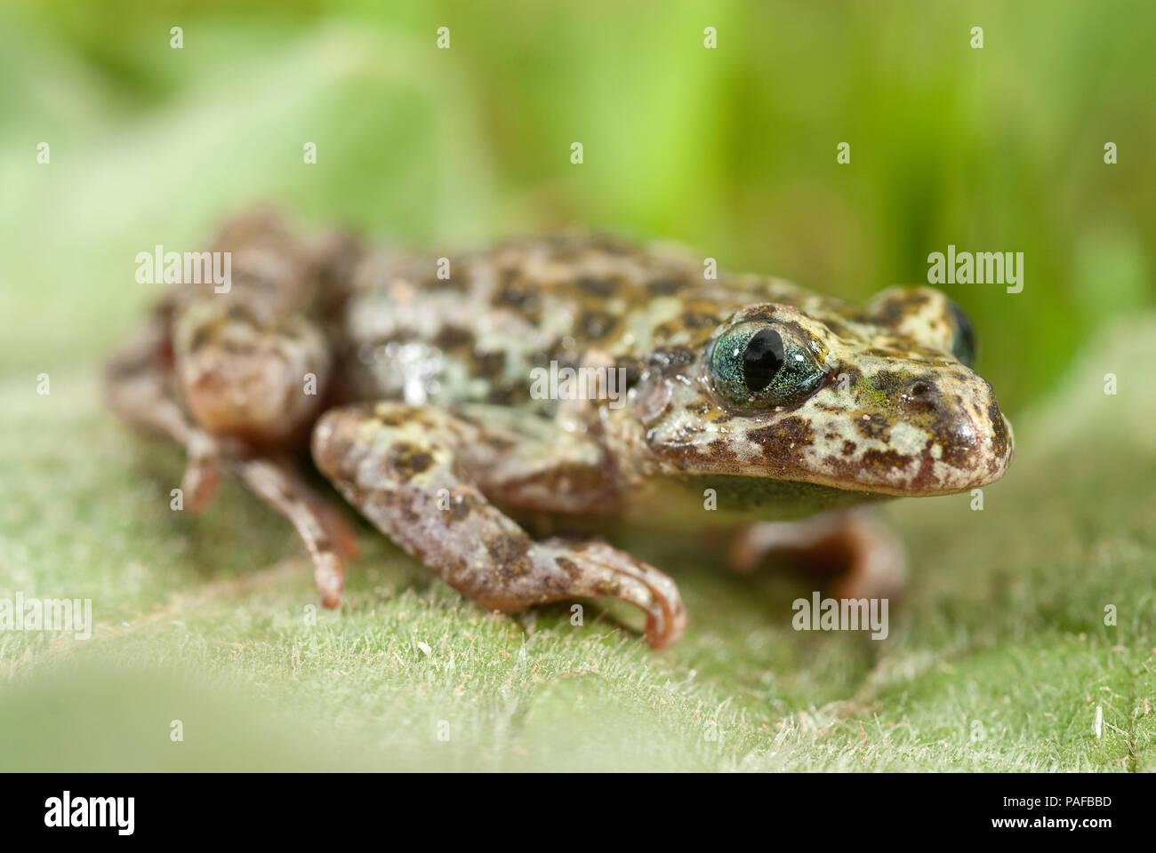 Sapillo moteado iberico hi-res stock photography and images - Alamy