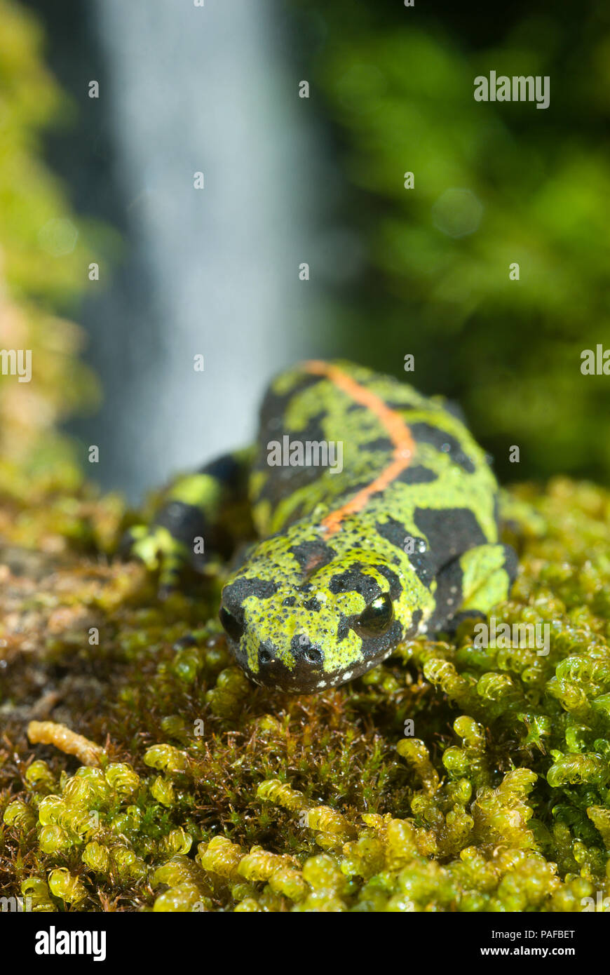 Marbled newt, Triturus marmoratus in the water, crest, amphibian Stock ...