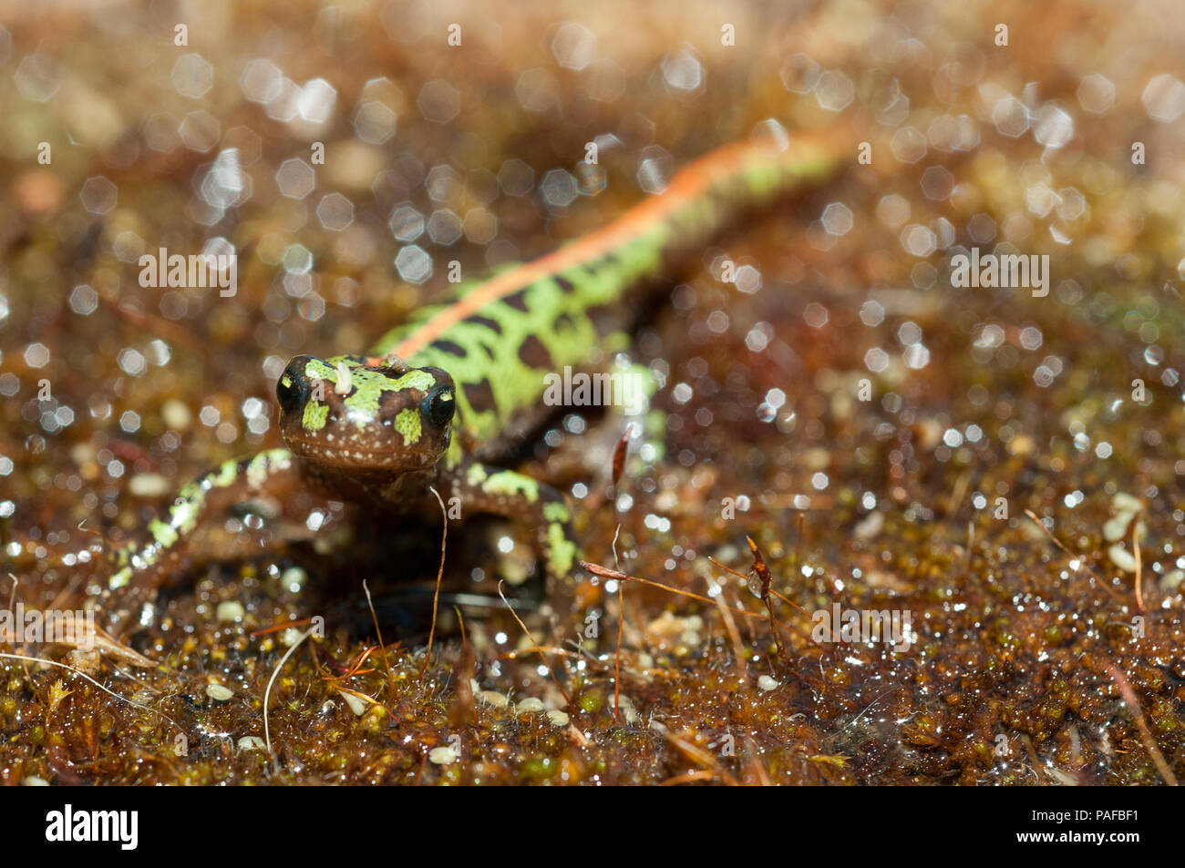 Pygmy marbled newt (Triturus pygmaeus), amphibian Stock Photo - Alamy