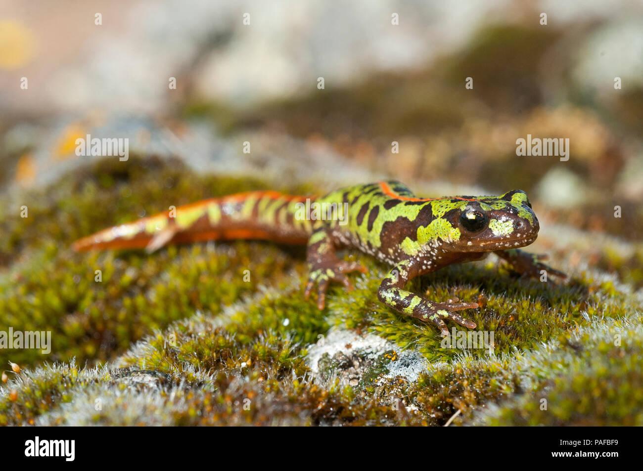 Pygmy marbled newt (Triturus pygmaeus), amphibian Stock Photo - Alamy