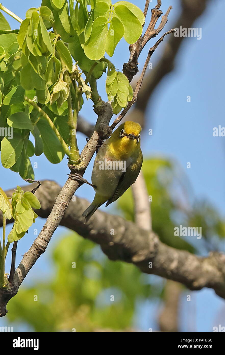 Japanese white eyes zosterops hi-res stock photography and images - Alamy