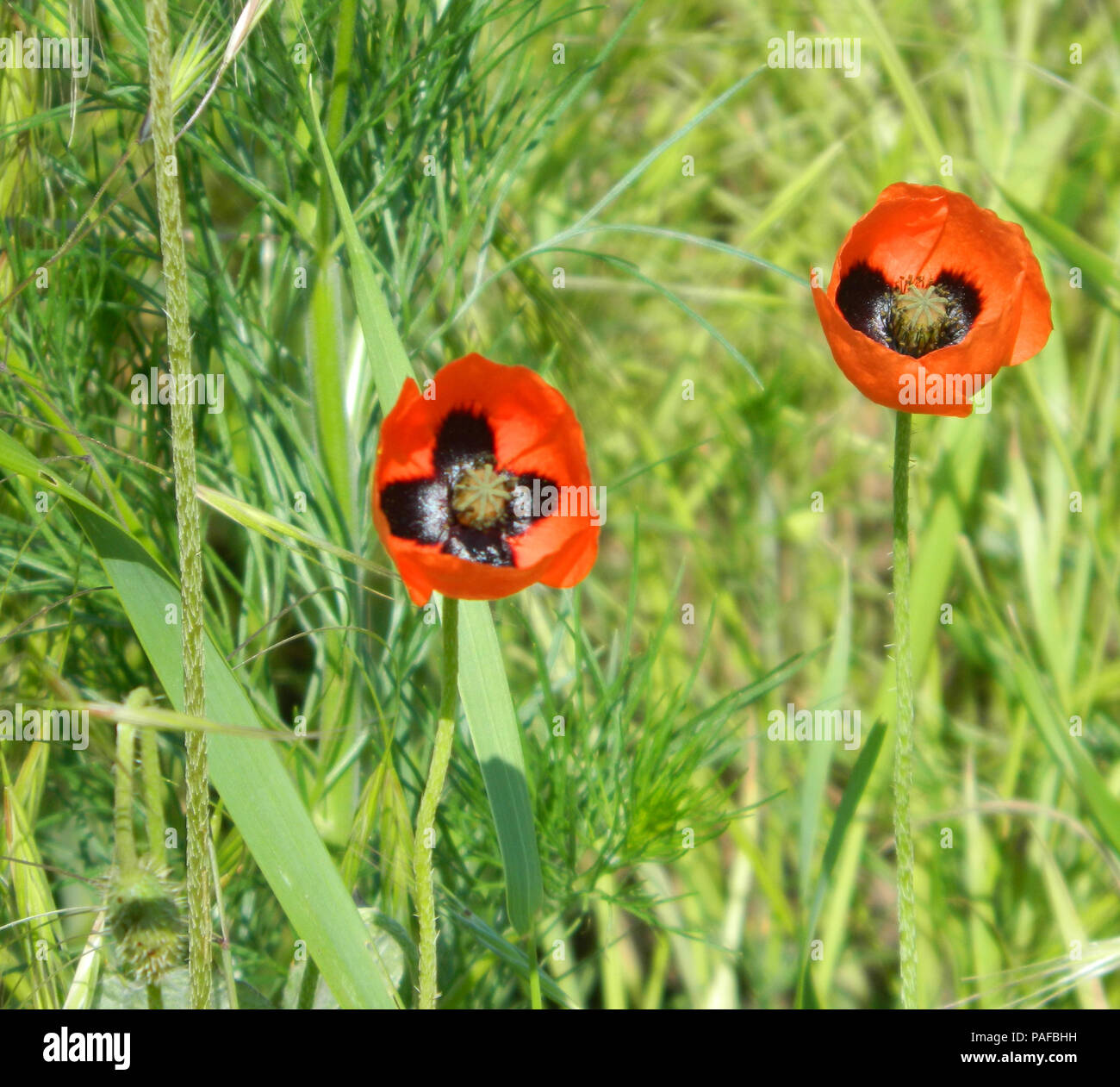 photo of two poppy flowers on green grass background Stock Photo - Alamy