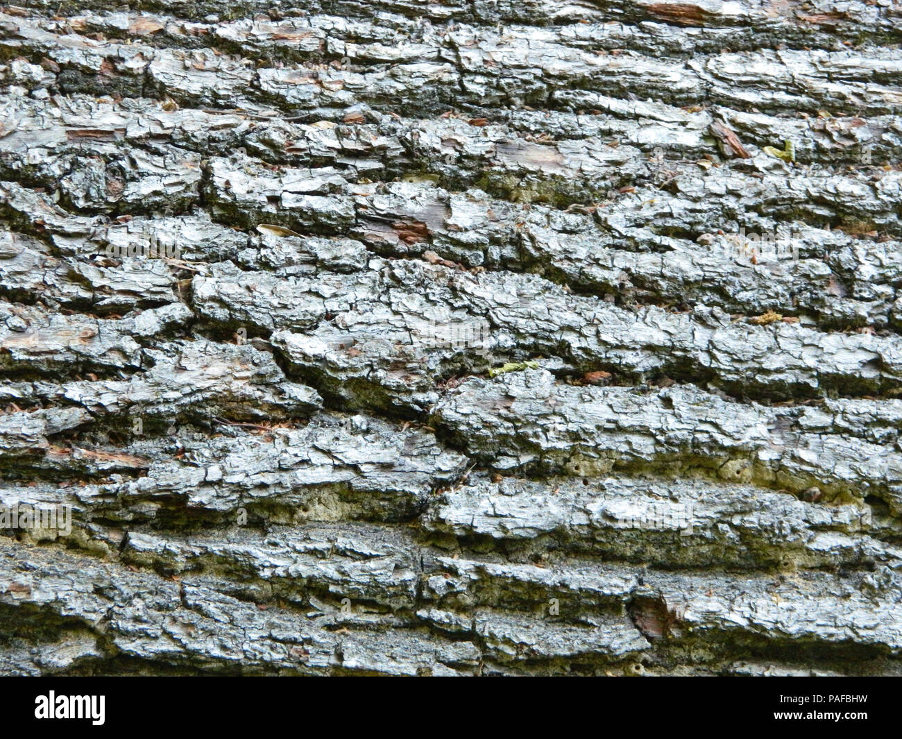 macro photo of tree bark Stock Photo - Alamy