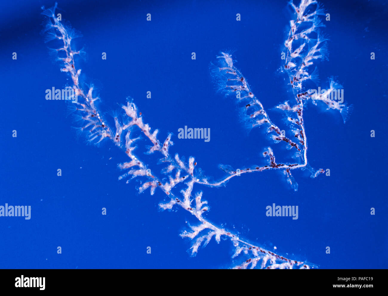 Bryozoan Colony High Resolution Stock Photography and Images - Alamy