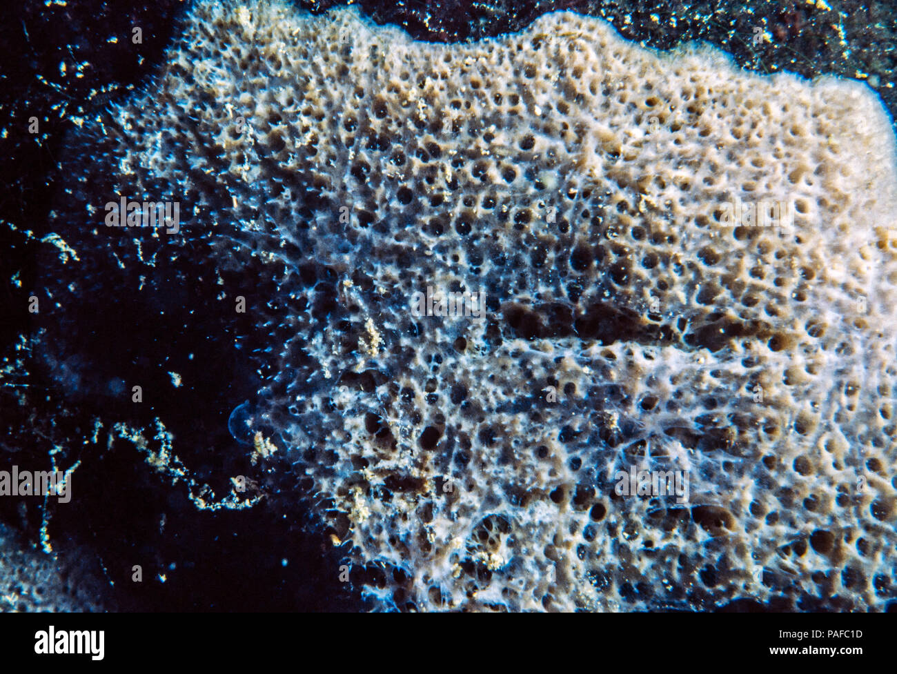 Spongilla Lacustris Spongilla Lacustris Stock Photos & Spongilla ...