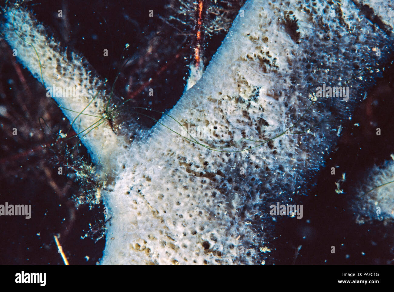 Water Sponge High Resolution Stock Photography and Images - Alamy