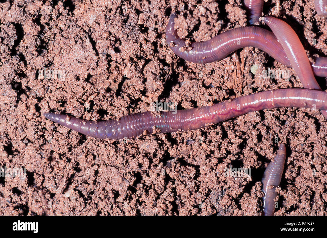 Mixing Compost And Soil High Resolution Stock Photography and Images ...