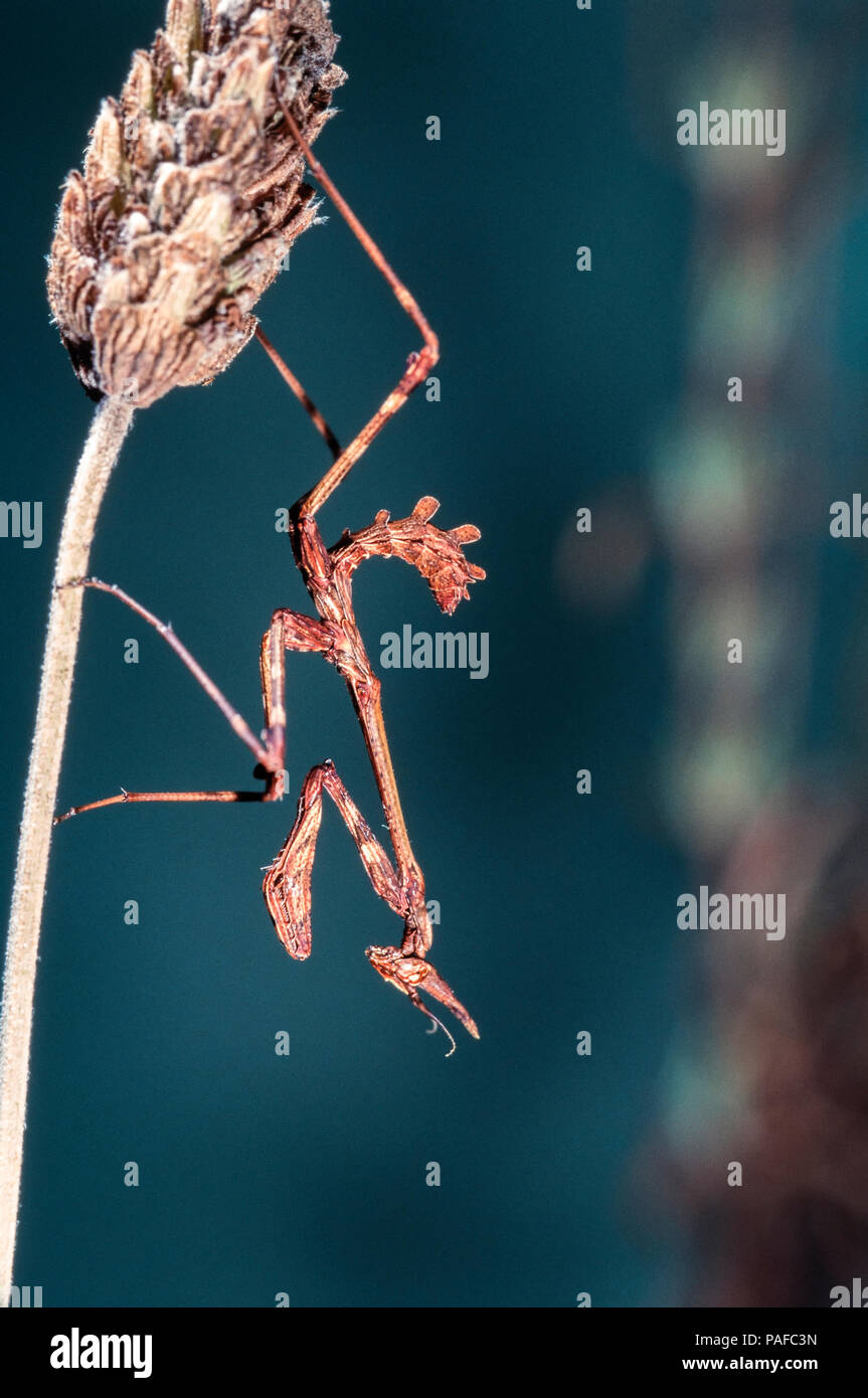 Vegetation Zones High Resolution Stock Photography and Images - Alamy