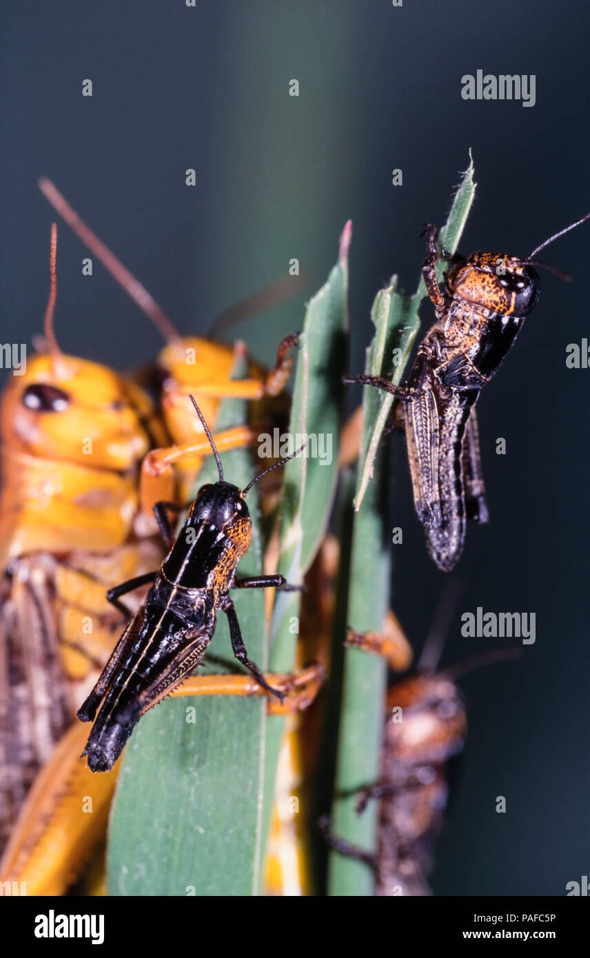Locust Swarm Stock Photos & Locust Swarm Stock Images - Alamy