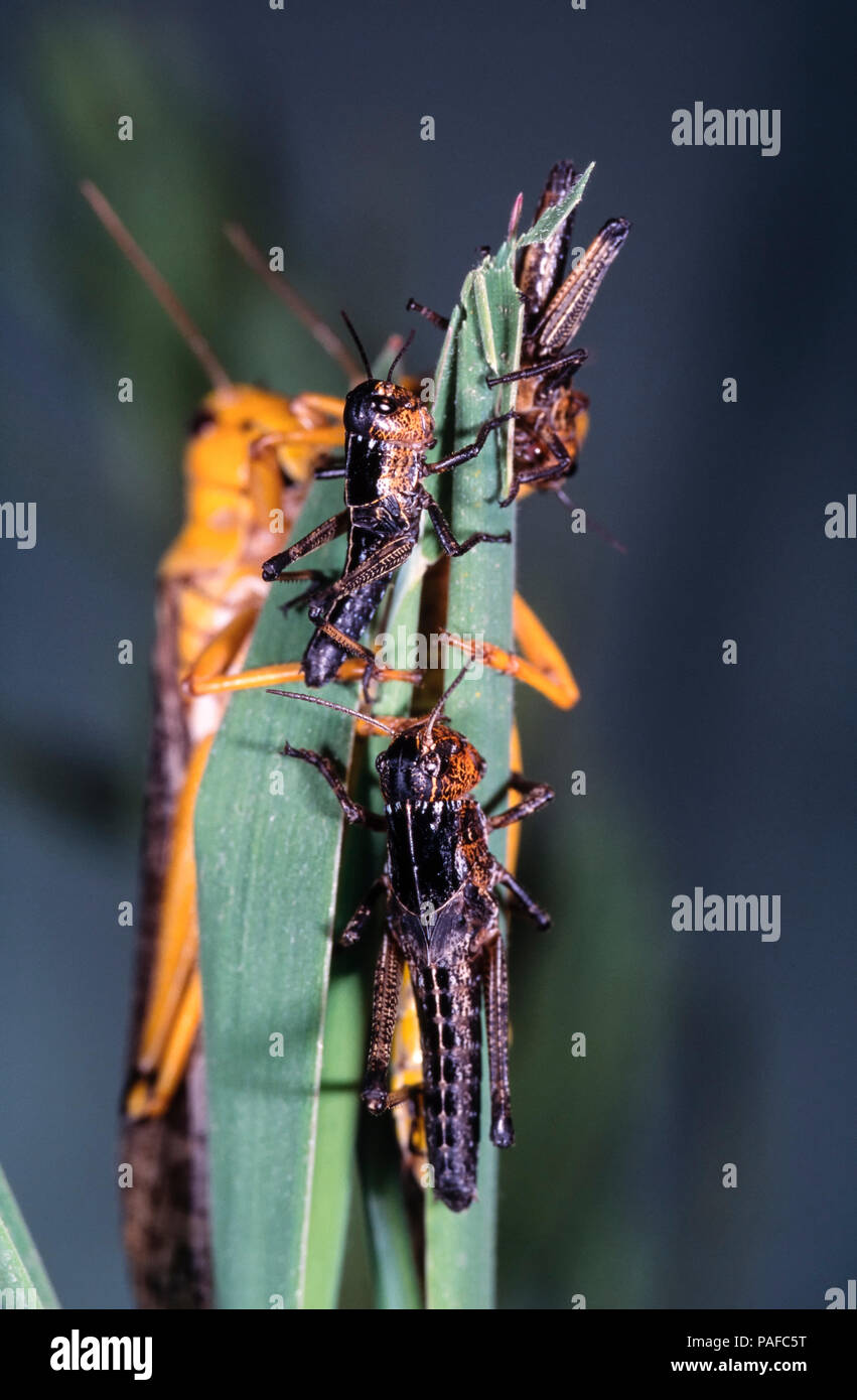 Migratory Locust High Resolution Stock Photography and Images - Alamy