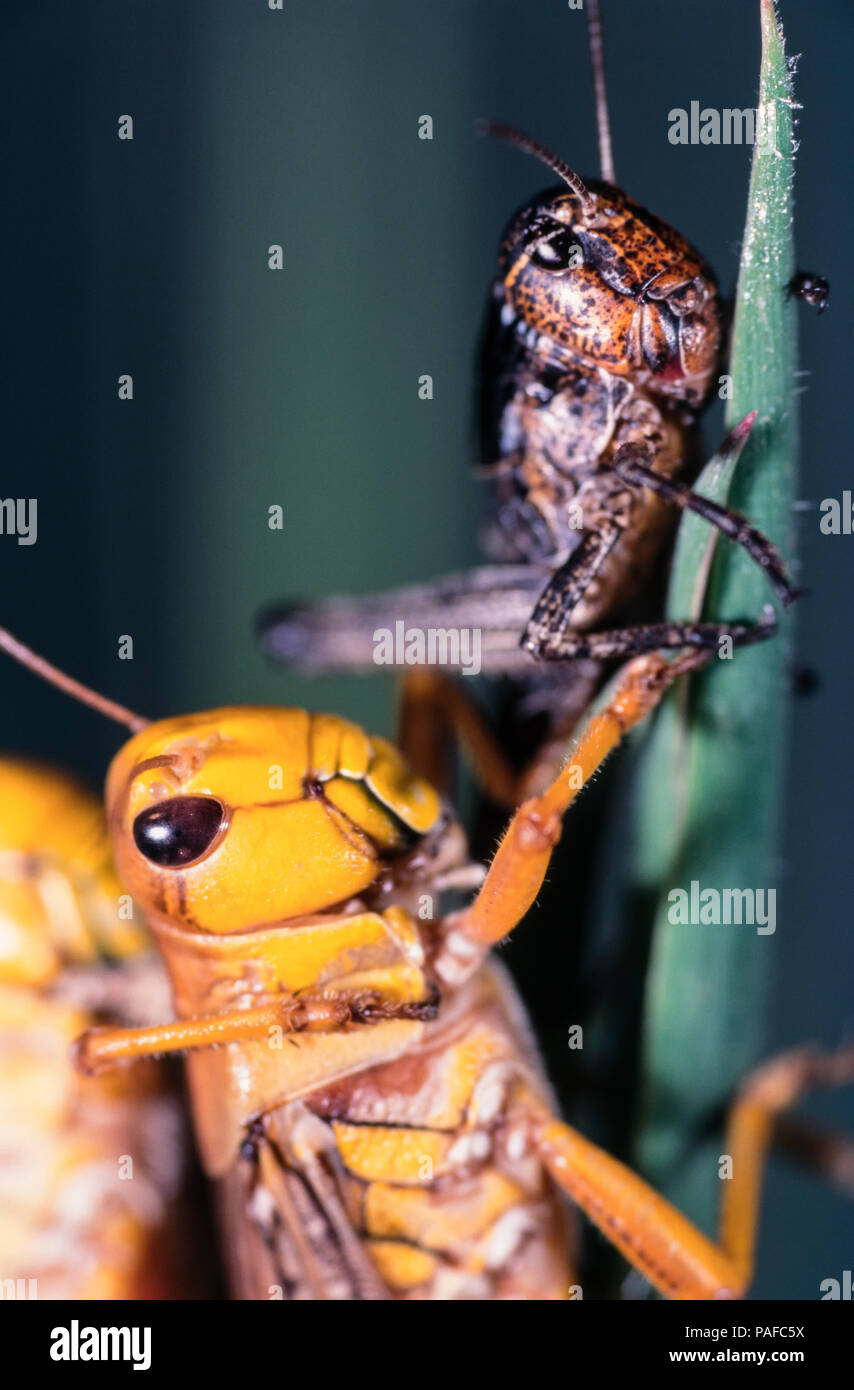 Yellow Coloration High Resolution Stock Photography and Images - Alamy